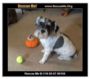Schnauzer Rescue | Miniature Schnauzer puppies WA