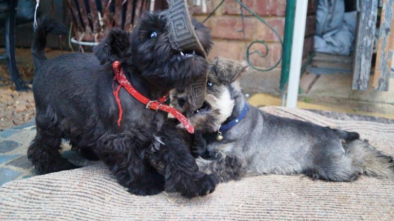 Potty Trained Puppies Perth WA | Miniature Schnauzer puppies WA